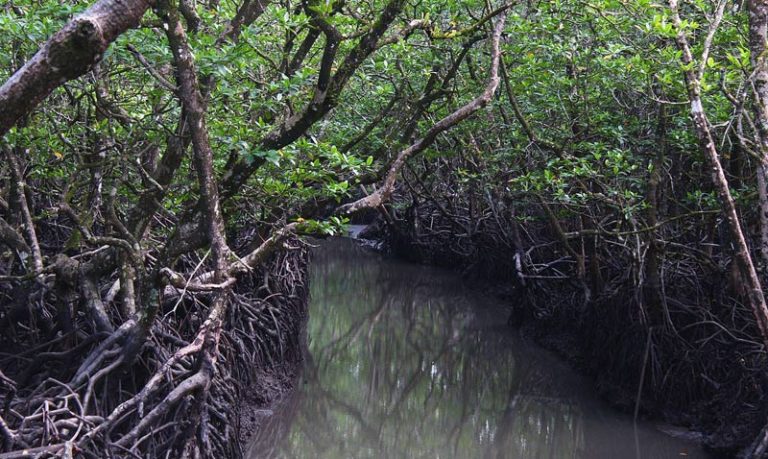 Mangroves in Andaman Nicobar | Andaman Natural Mangrove Forests